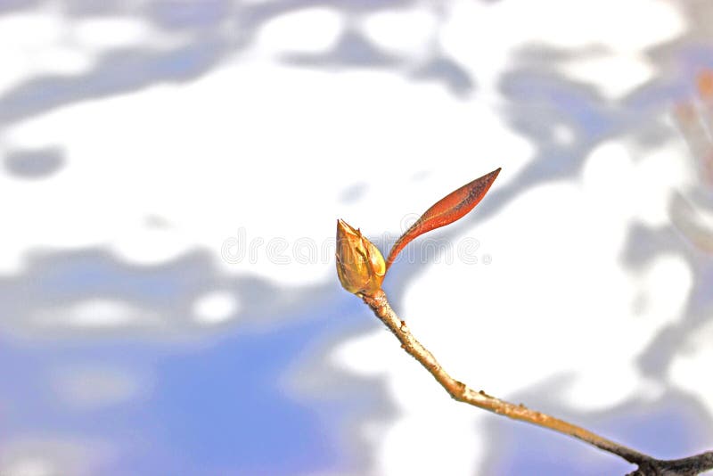 Bud with leave. stock image. Image of crystal, environment - 87476099