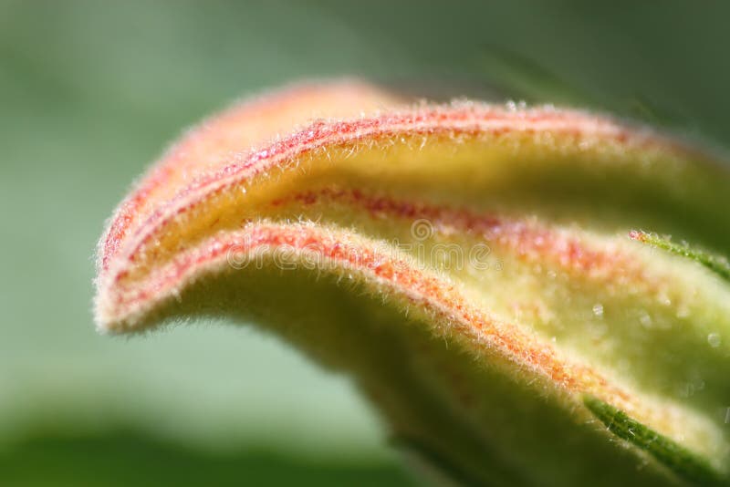 Bud of Life stock image. Image of breaching, full, common - 80304005