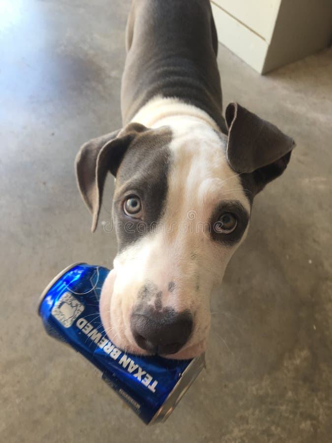 Bud light Dog editorial stock image. Image of light - 167267484