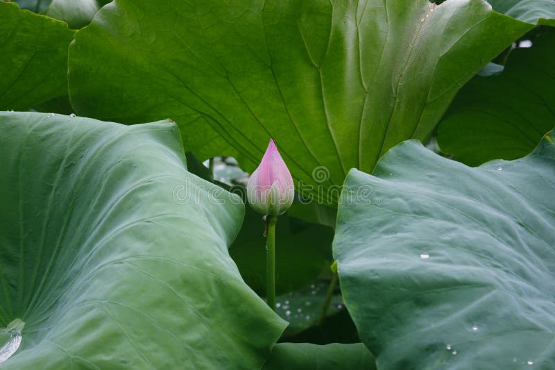 The Bud of a Lotus Flower in a Lotus Pond Stock Photo - Image of ...