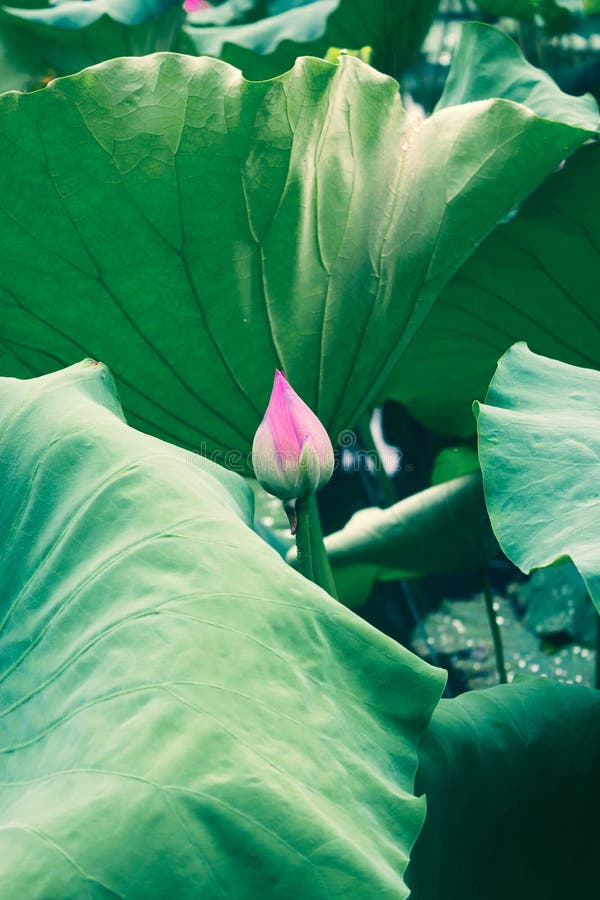 The Bud of a Lotus Flower in a Lotus Pond Stock Photo - Image of spring ...
