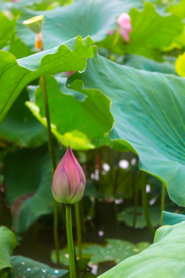 The Bud of a Lotus Flower in a Lotus Pond Stock Photo - Image of ...