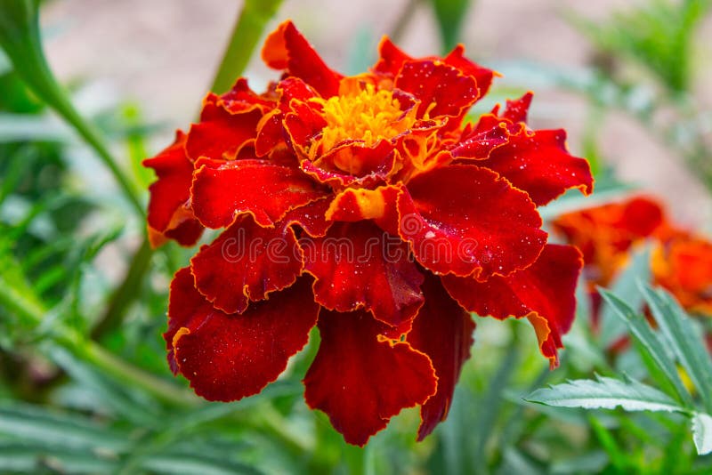 Bud of Marigold with Pollen Stock Image - Image of design, decoration ...