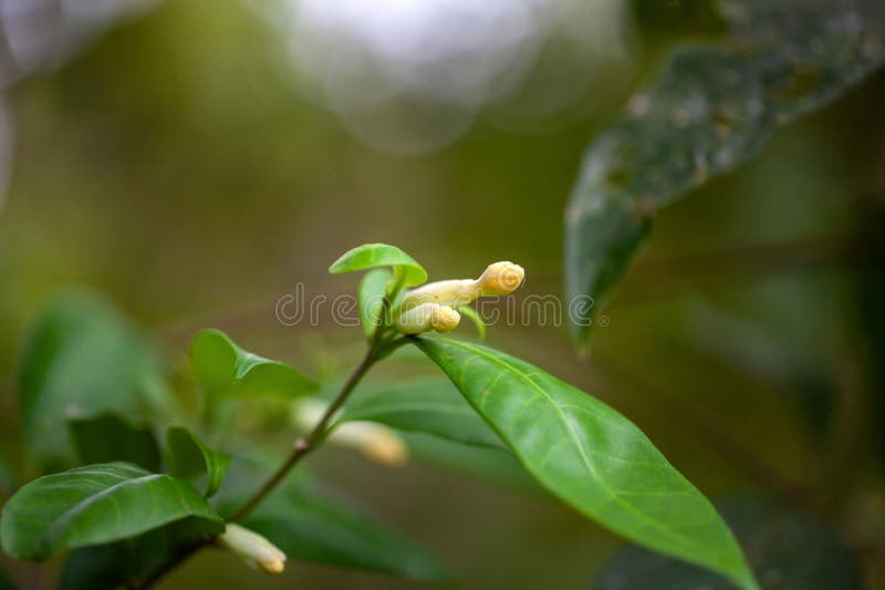 Bud of the Milkwood Tree Tabernaemontana Robinsonii Stock Photo - Image ...