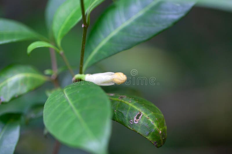 Bud of the Milkwood Tree Tabernaemontana Robinsonii Stock Image - Image ...