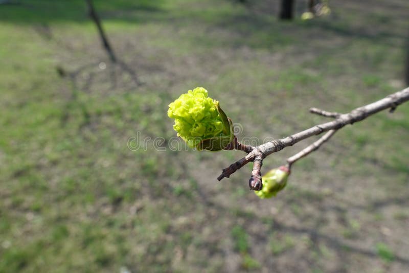 Bud of Norway Maple in Spring Stock Image - Image of florescence ...