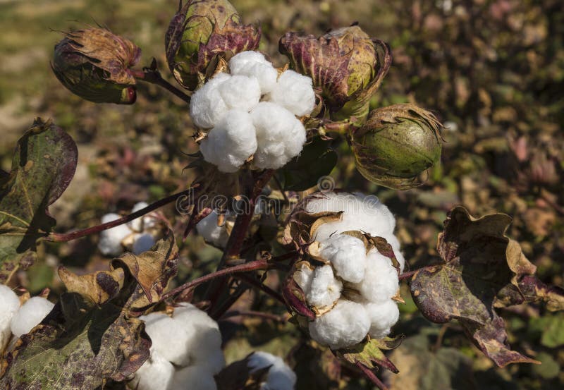 Bud and an Open Box of Cotton on the Plantation Stock Photo - Image of ...