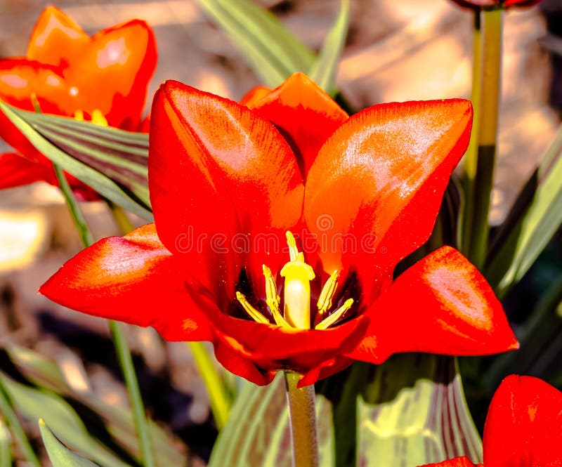 Bud of an Open Red Tulip Close-up Stock Photo - Image of garden, petal ...