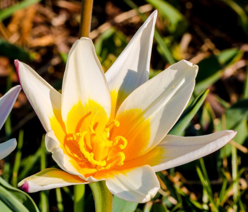 Bud of an Open White Tulip Close-up Stock Photo - Image of color, tulip ...