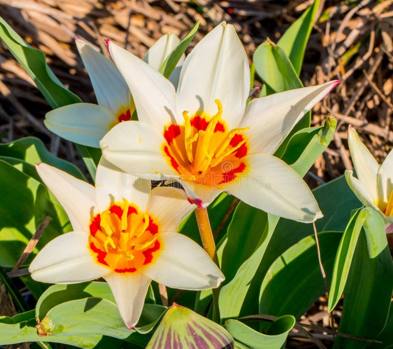 Bud of an Open White Tulip Close-up Stock Photo - Image of white, close ...