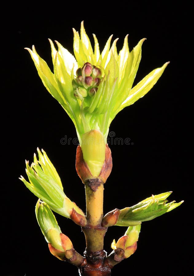 Bud opening into flower stock image. Image of beginning - 13718607