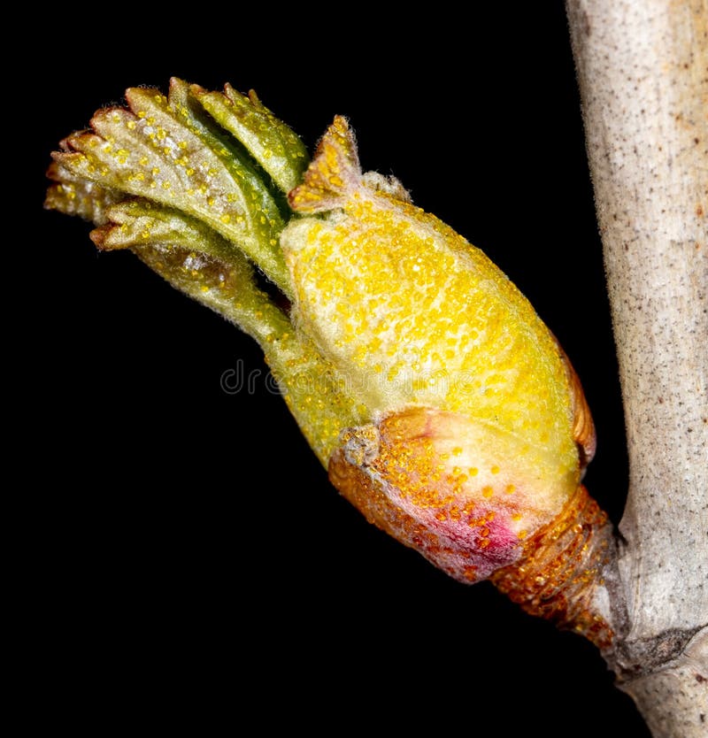 The Bud Opens on a Tree Branch Stock Image - Image of green, leaf ...