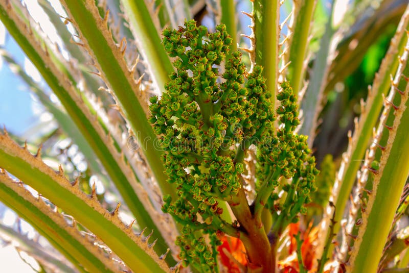 Flower Bud Palm Tree Stock Photos - Download 947 Royalty Free Photos