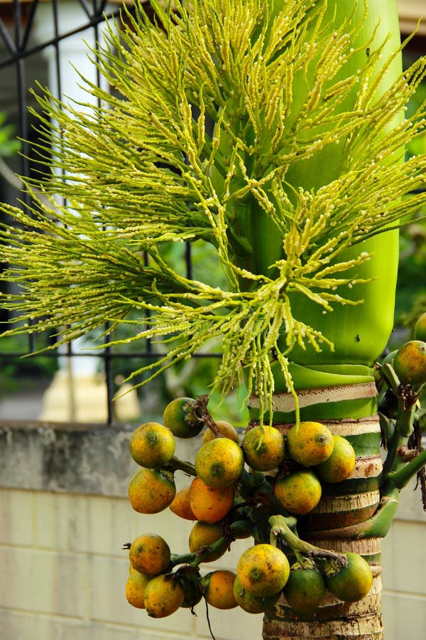 Bud of palm stock image. Image of flora, nature, color - 60984267