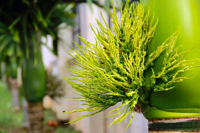 Bud of palm stock photo. Image of beautiful, isolated - 60984326