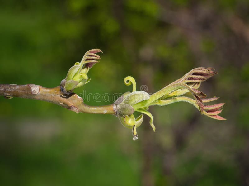 Buds of Persian Walnut Tree Stock Image - Image of walnut, alternative ...