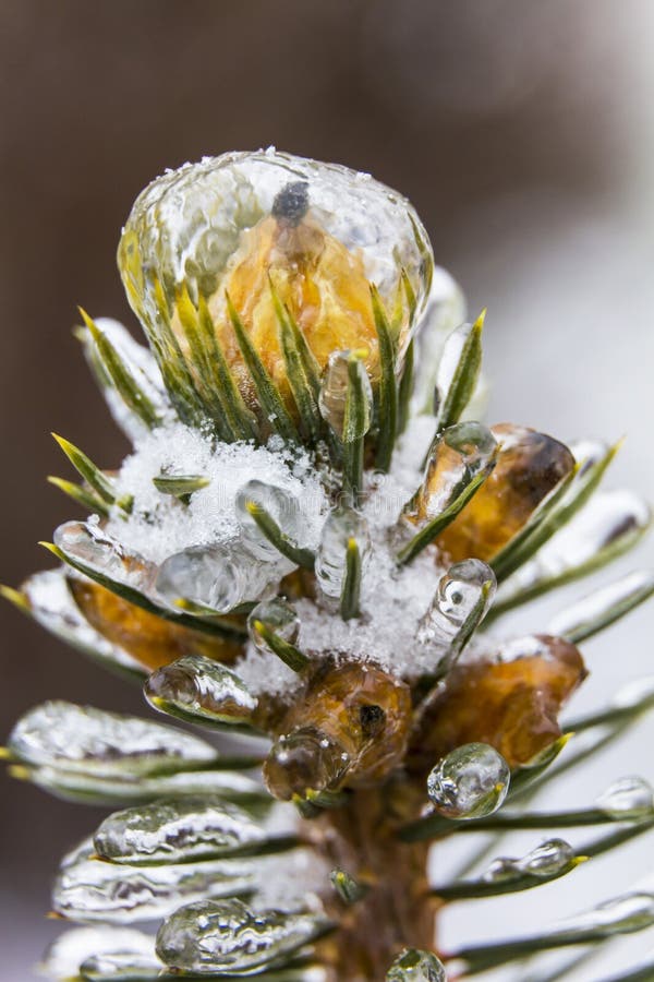 Bud of a Pine Frozen and Covered with Ice Stock Image - Image of frost ...
