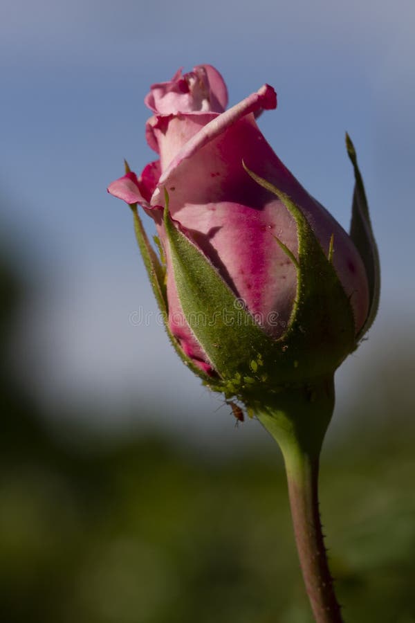 Bud of a pink rose stock photo. Image of rose, garden - 283302156