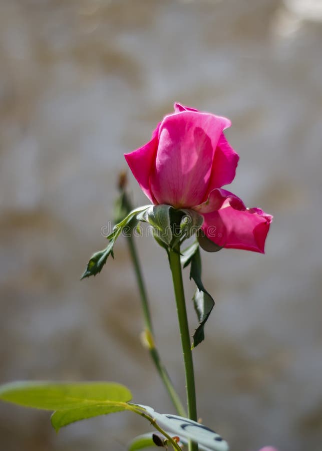 A Bud of a Pink Rose with Leaves Stock Photo - Image of nature, desktop ...