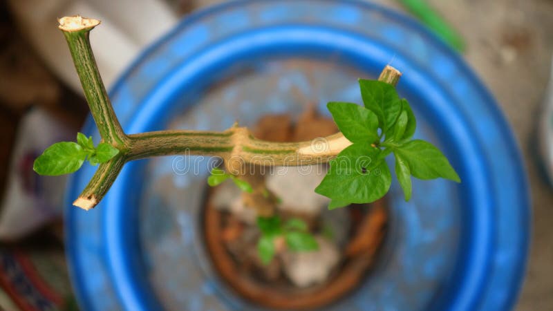 Bud of a plant in a pot. stock photo. Image of background - 207066874