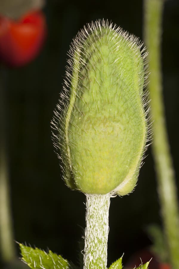 Bud of poppy stock image. Image of green, poppy, plant - 94710267
