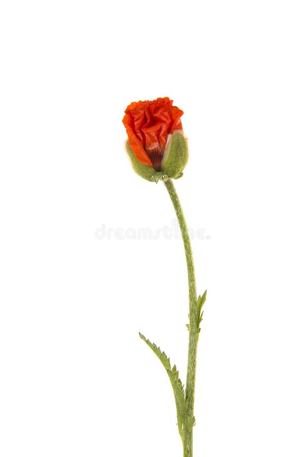 Bud of a Poppy Flower Just Opening on a White Background Stock Image ...