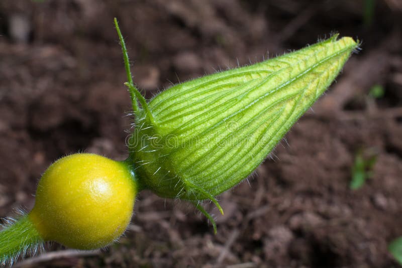 Bud of Pumpkin Flower in the Vegetable Garden Stock Image - Image of ...