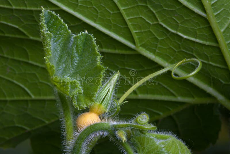 Bud of Pumpkin Flower in the Vegetable Garden Stock Image - Image of ...
