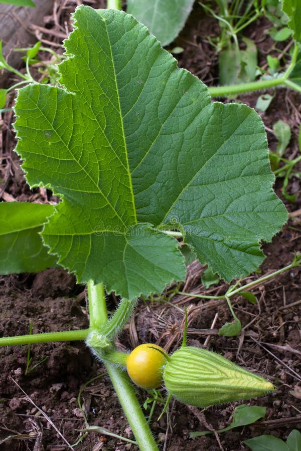 Bud of Pumpkin Flower in the Vegetable Garden Stock Image - Image of ...