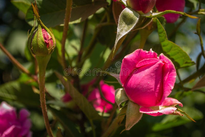 Bud purple roses stock image. Image of color, blossom - 72107675