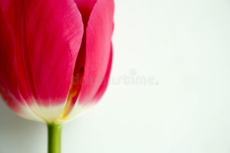 Bud red. the opened flower stock photo. Image of beauty - 94201532