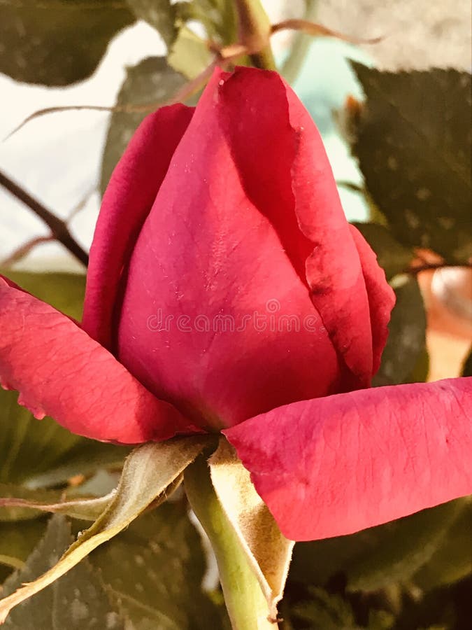 A Bud of Red Rose in the Spring Sun in the Park Stock Photo - Image of ...