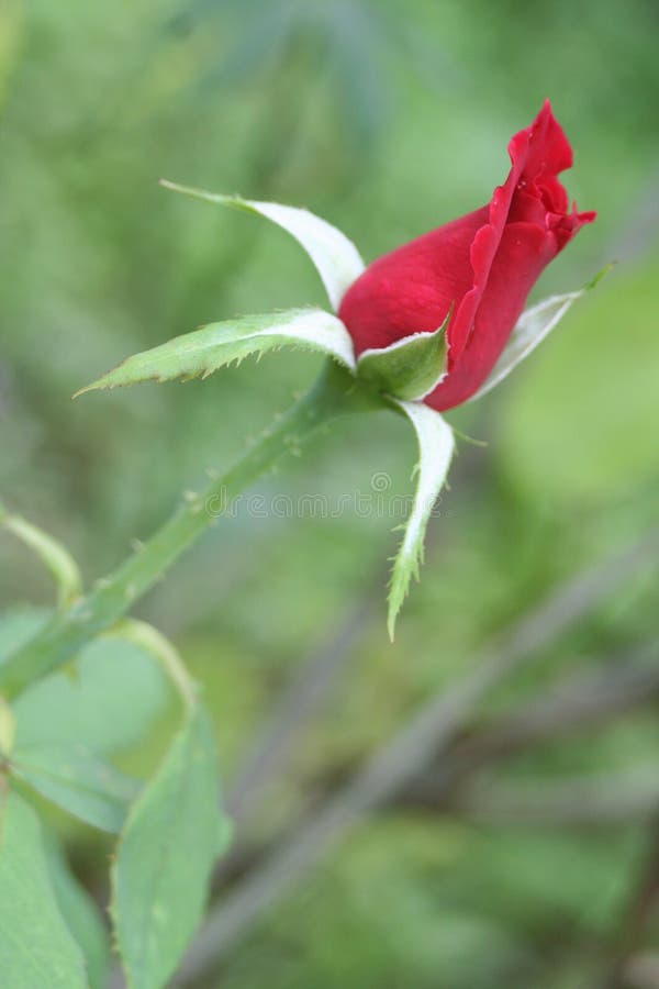 Red Rose Bud in the Foreground Stock Photo - Image of roses, yard ...