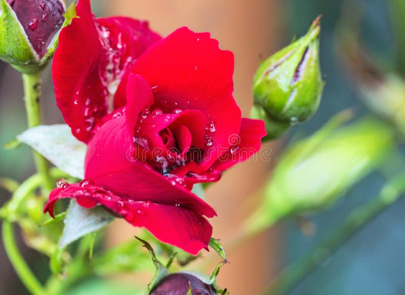 Bud of a Red Rose with Water Drops Stock Image - Image of horizontal ...