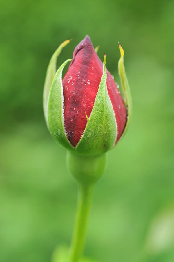 Bud of rose stock photo. Image of flowers, leaf, gardening - 5612830