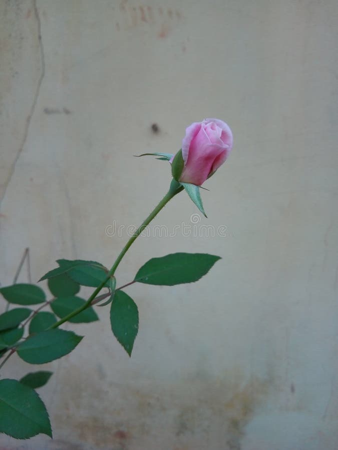Bud of rose stock image. Image of rose, flower, plant - 127255431