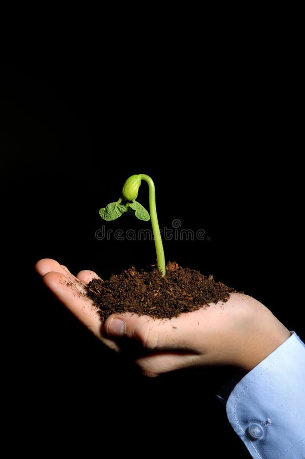 Bud seedling in hand stock image. Image of environment - 8499987