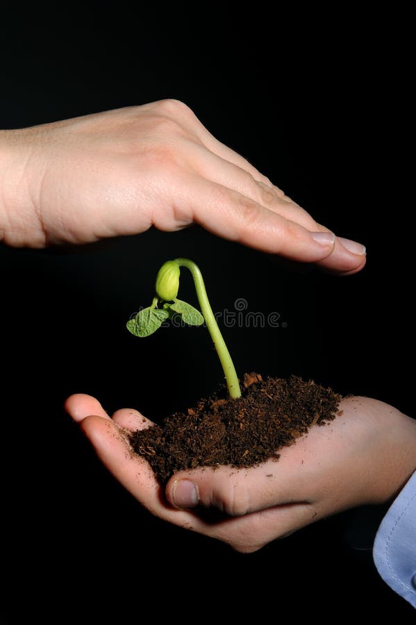 Bud seedling in hand stock photo. Image of fragility, plant - 8499990