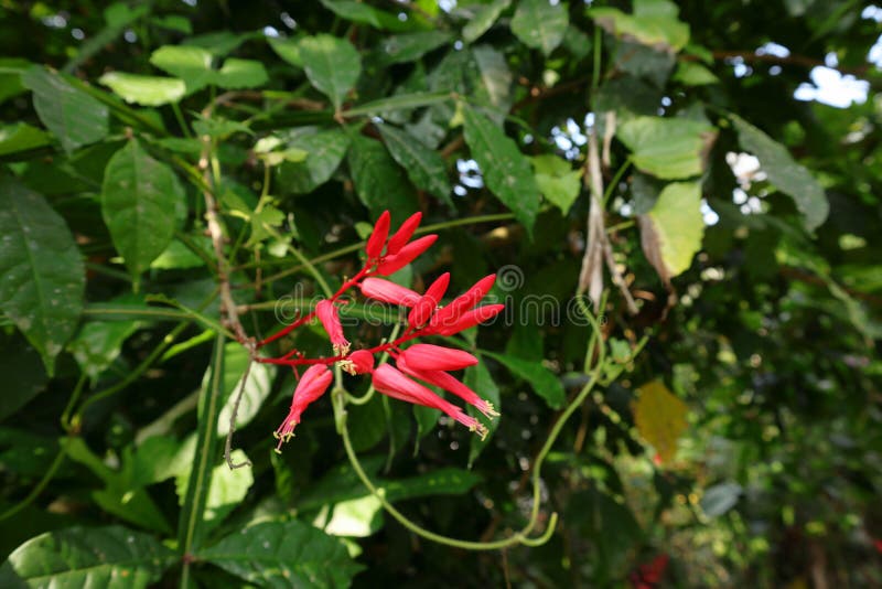 Bud Shape Red Flowers Bloomed As a Cluster Stock Image - Image of ...
