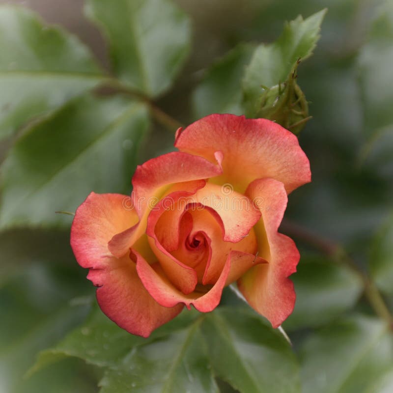 A Rosebud is Blooming. Top View. Stock Photo - Image of bonanza, garden ...