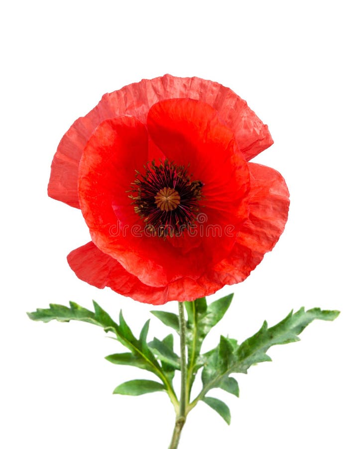 Bud of single red poppy stock image. Image of beautiful - 84403785