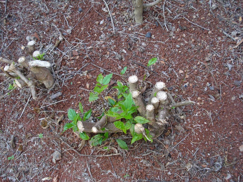 Bud stock photo. Image of botanic, burgeon, developing - 99253374
