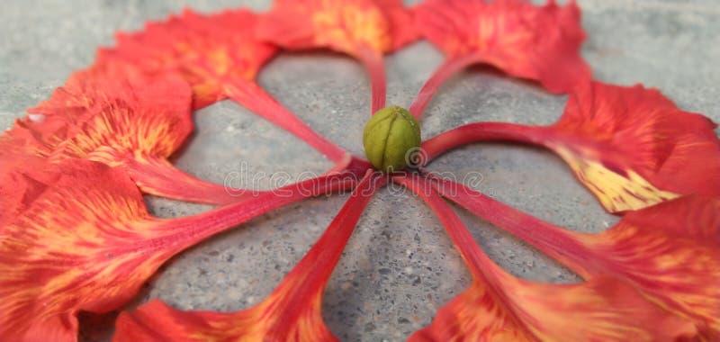 Flower and Buds Buds of Indian Fire Tree Philippines Stock Photo ...