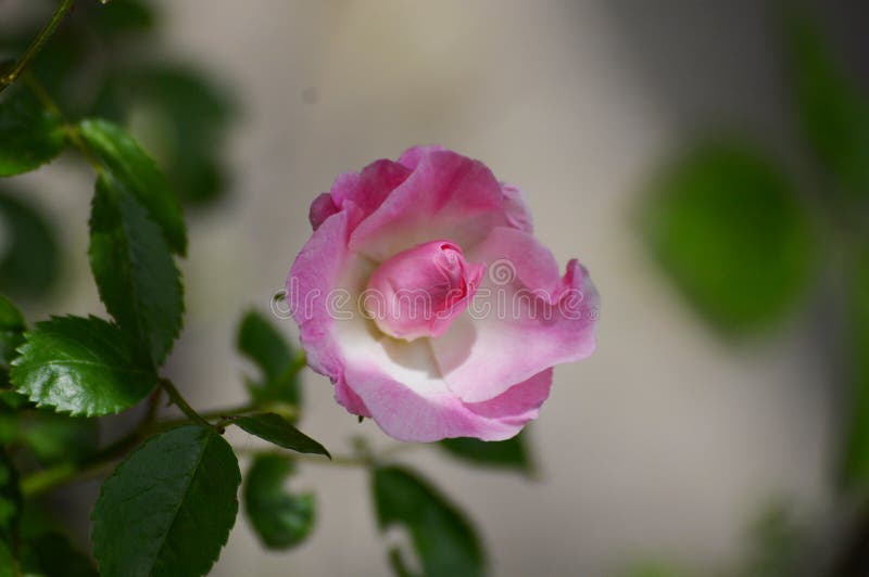 Bud of a small pink rose stock image. Image of spring - 252335905
