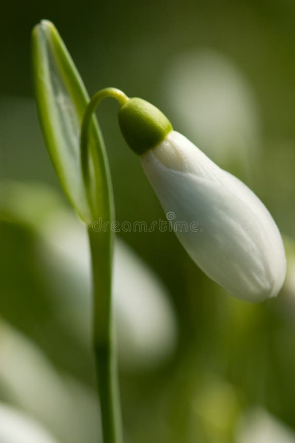 Bud of snowdrop flower stock photo. Image of blossom, blooming - 8353906