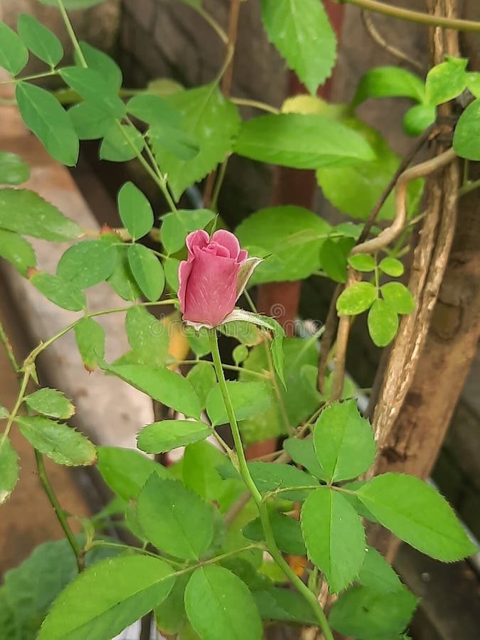 The Bud is Sooo Beautiful .when a Bud Came To the Tree,the Tree is ...