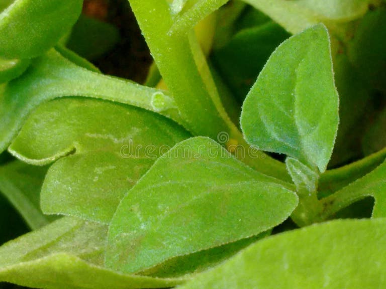 A Bud of the Spinach or Spinacia Oleracea, a Small Pointed Lump that ...