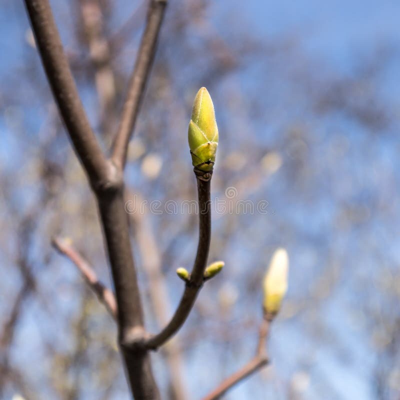 Bud in spring stock image. Image of natural, botanical - 31625229