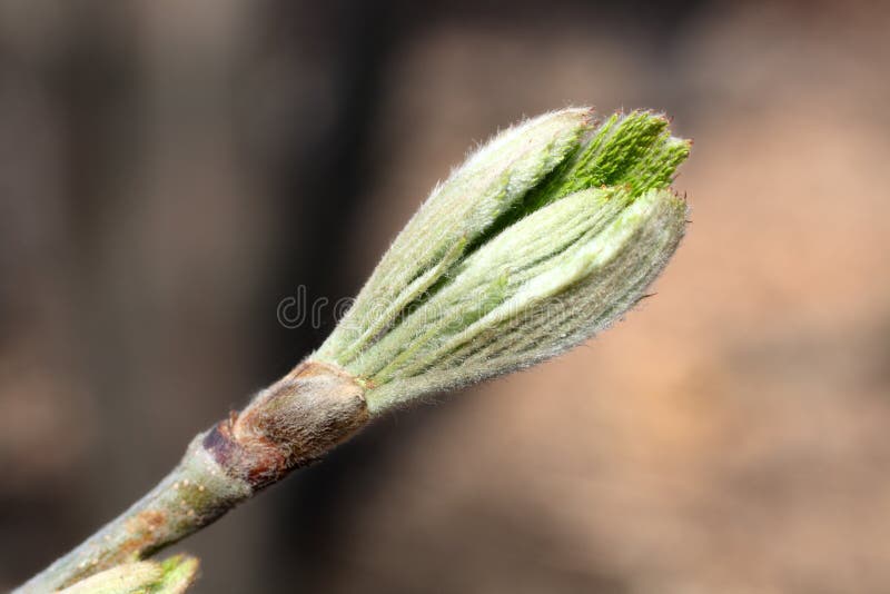 Bud on spring tree stock image. Image of maple, small - 12423783