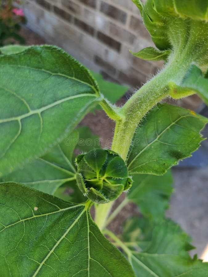 The Bud of the Sunflower is Below the One that is Already Open Stock ...